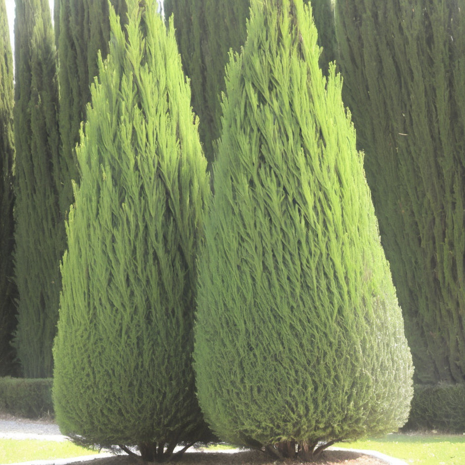 Buy Tree Seeds – Start Planting Trees Today