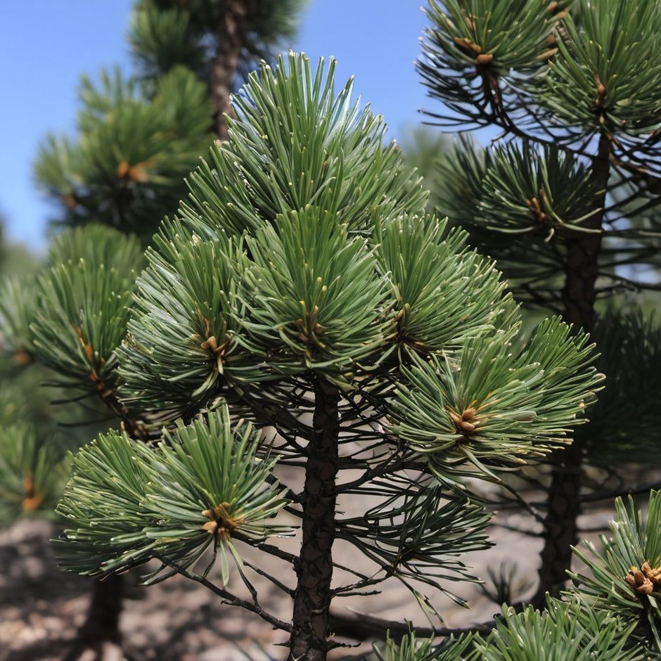Pine Tree Seeds