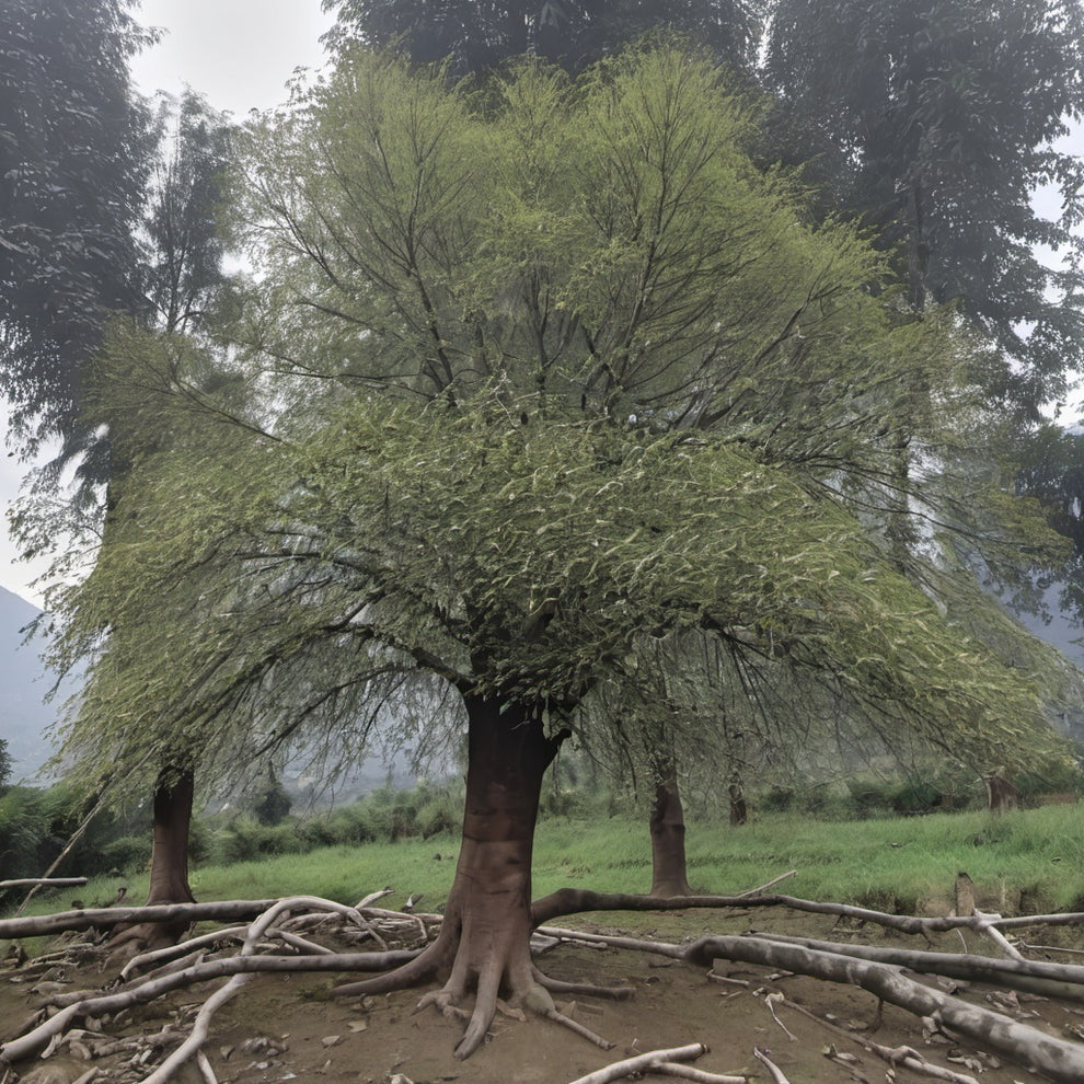 Buy Nepal Alder Tree Seeds