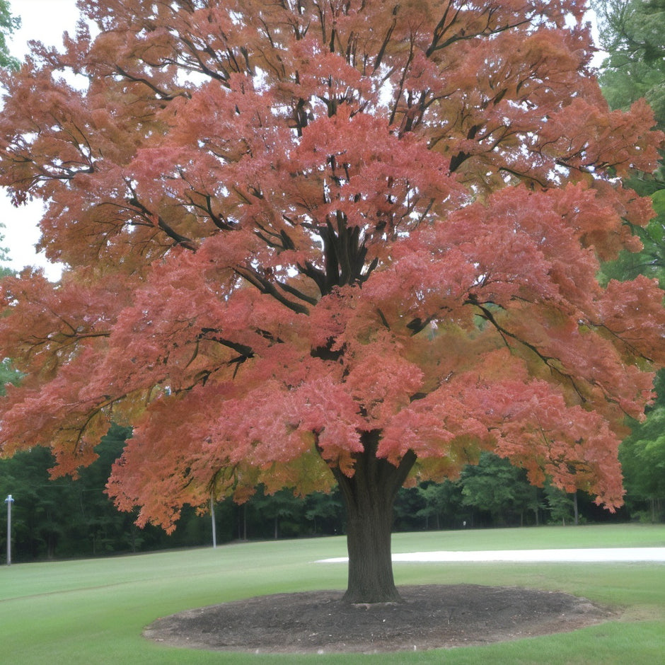Oak Tree Seeds