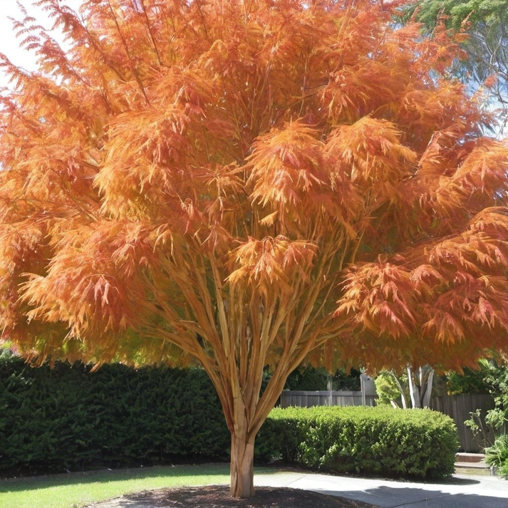 Buy Paperbark Maple Tree Seeds