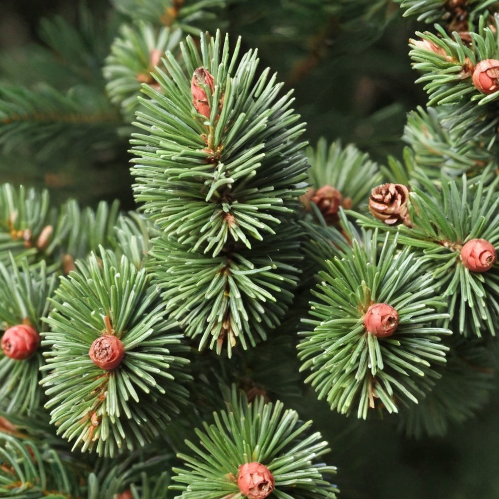 Buy Serbian Spruce Tree Seeds