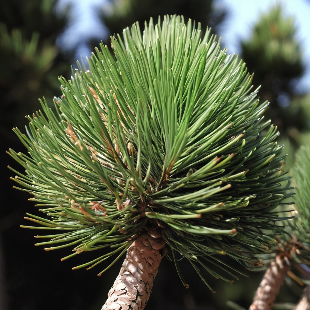 Swiss Stone Pine Tree Seeds