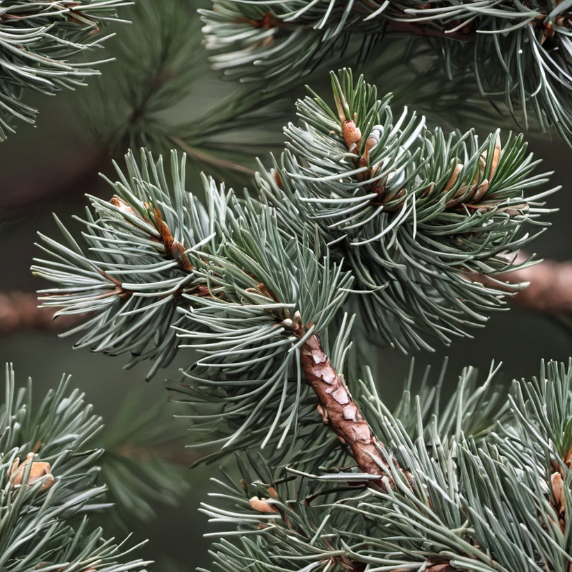 Western Himalayan Pine Tree Seeds